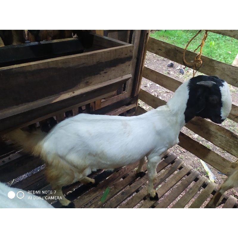 Jual kambing Jawa krotok | Shopee Indonesia