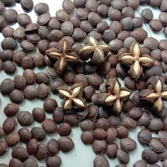 Jual biji benih bibit kacang sacha inchi saca inci 1 kg | Shopee Indonesia