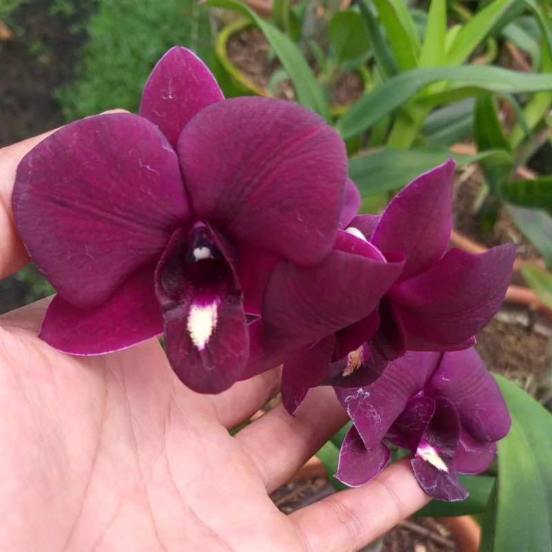 Jual Dendrobium Red Dragon, Anggrek Dendrobium Red Dragon | Shopee ...