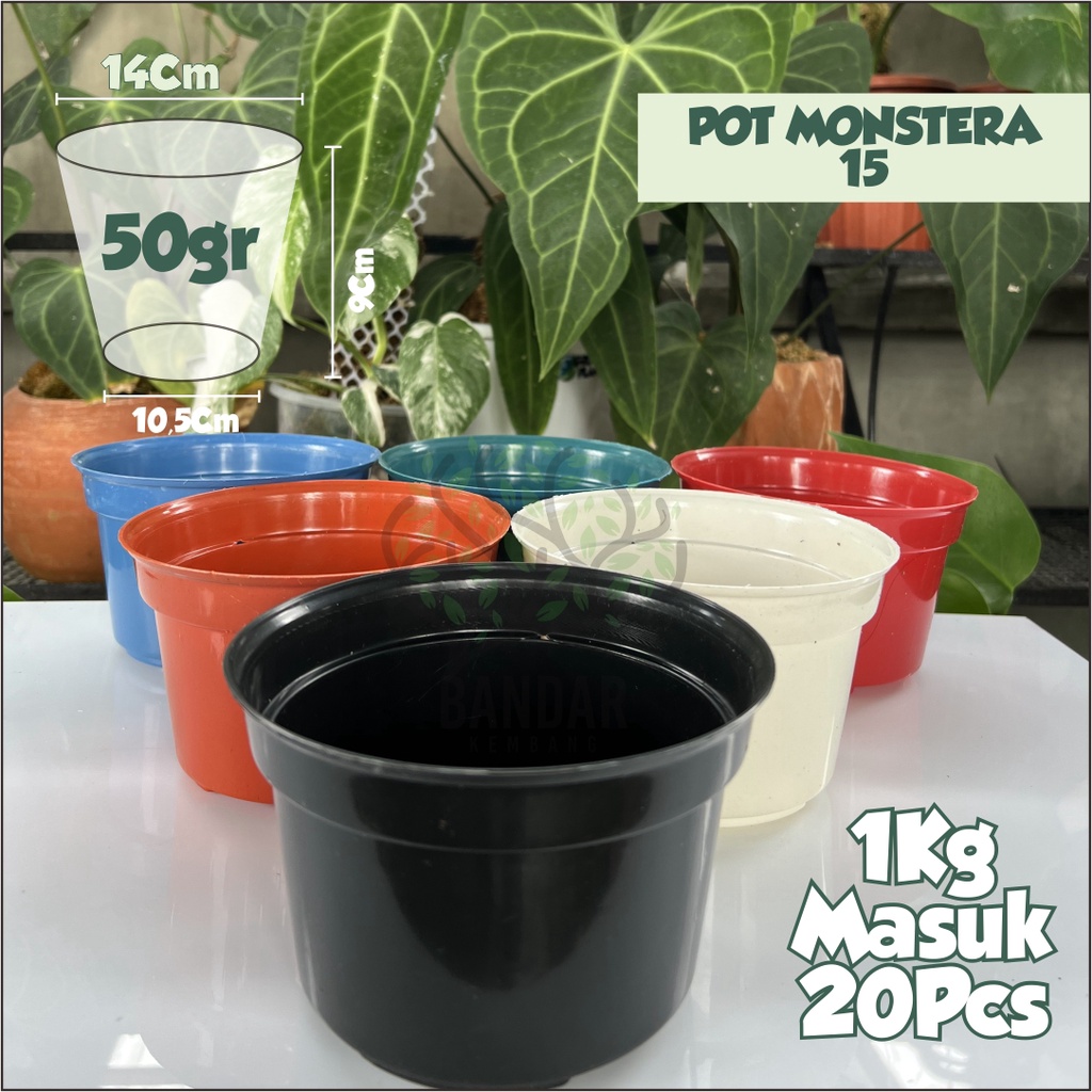 Jual pot bibit bunga tanaman hias Monstera 15 bahan premium banyak ...