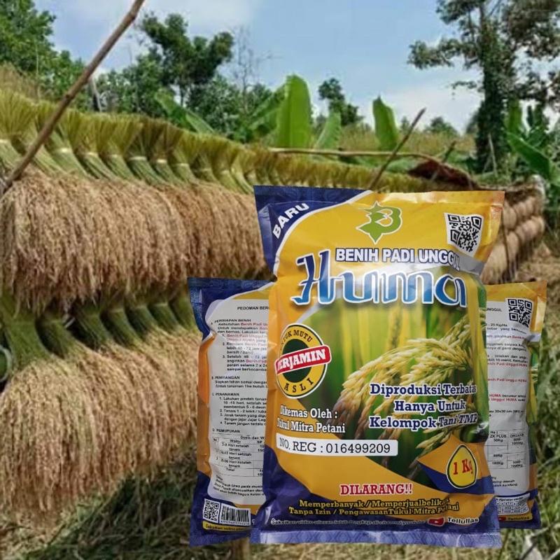 Jual Padi Huma Padi ladang Suku Pedalaman Best Seller | Shopee Indonesia