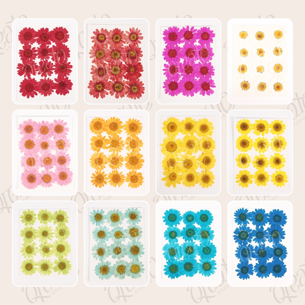 Jual QREATESTUDIOS | Pressed Real Daisy Flowers | bunga awet kering ...
