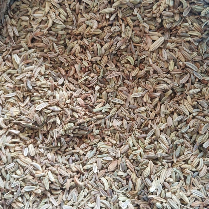 Jual Adas Manis/Fennel seed herbal asli alami bumbu dapur penyedap ...
