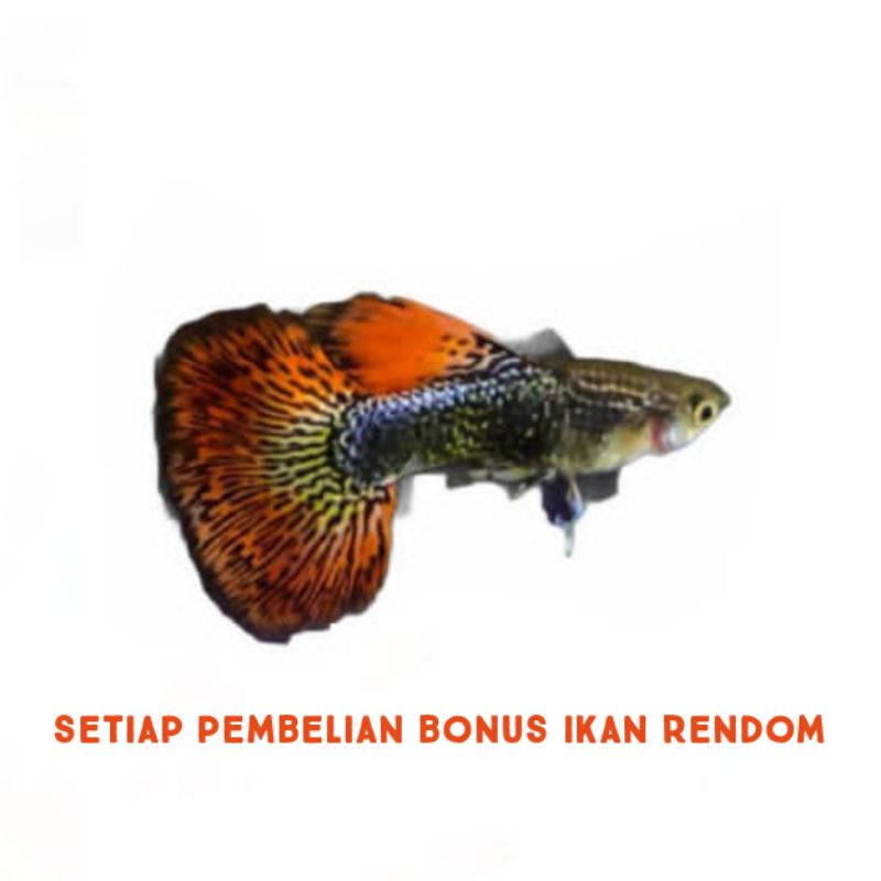 Jual Packing styrofoam ( ikan guppy red dragon ) | Shopee Indonesia