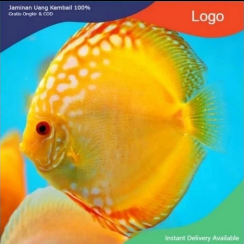 Jual Packing styrofoam ( ikan discus golden alenquer 1cm ) | Shopee ...