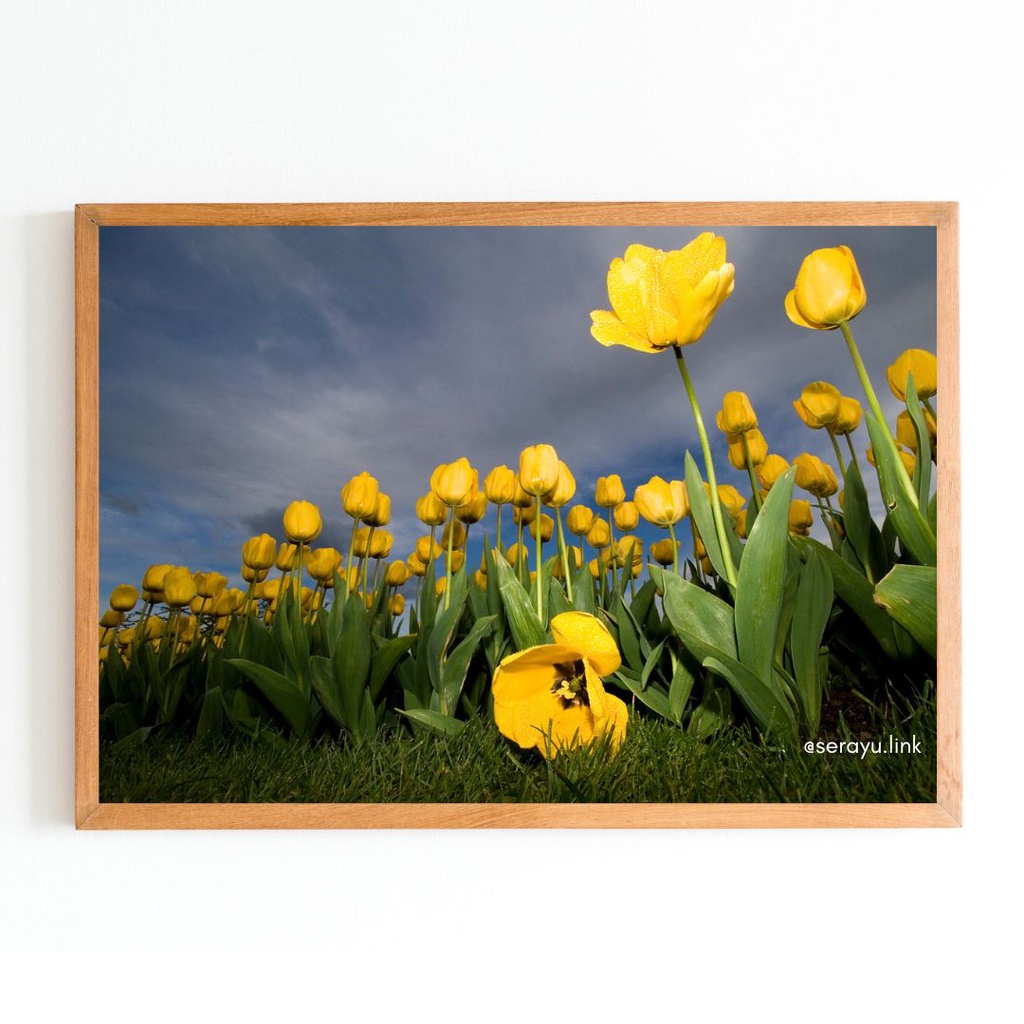 Jual Poster Gambar Bunga Tulip Plus Bingkai Kayu Klasik Aesthetic ...