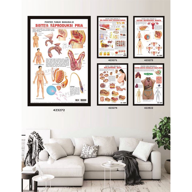 Jual Poster Kedokteran / Tubuh Manusia / Sistem Reproduksi Pria / 161 ...