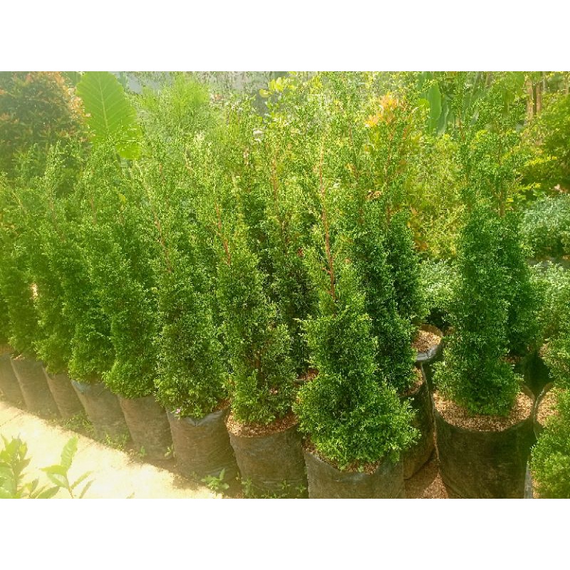 Jual tanaman cemara lilin 1 meter rimbun lurus | Shopee Indonesia