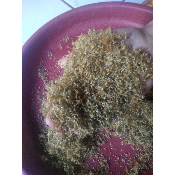 Jual Benih Biji Rumput Demplot. | Shopee Indonesia