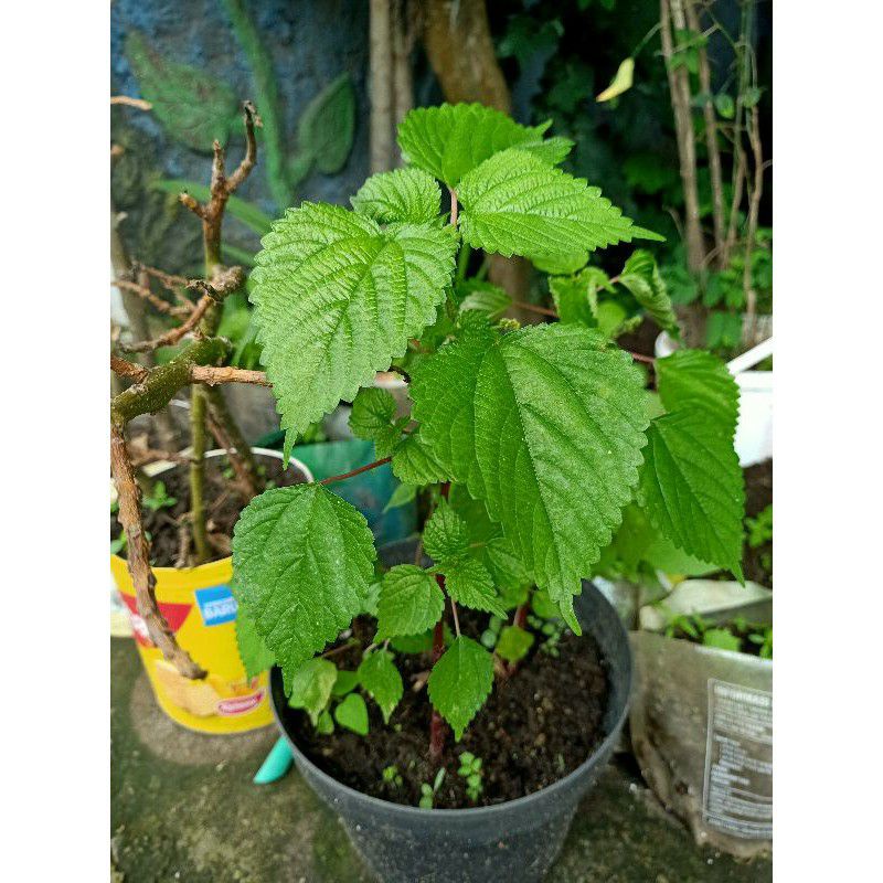 Jual daun jelatang daun gatal daun pulus herbal organik | Shopee Indonesia