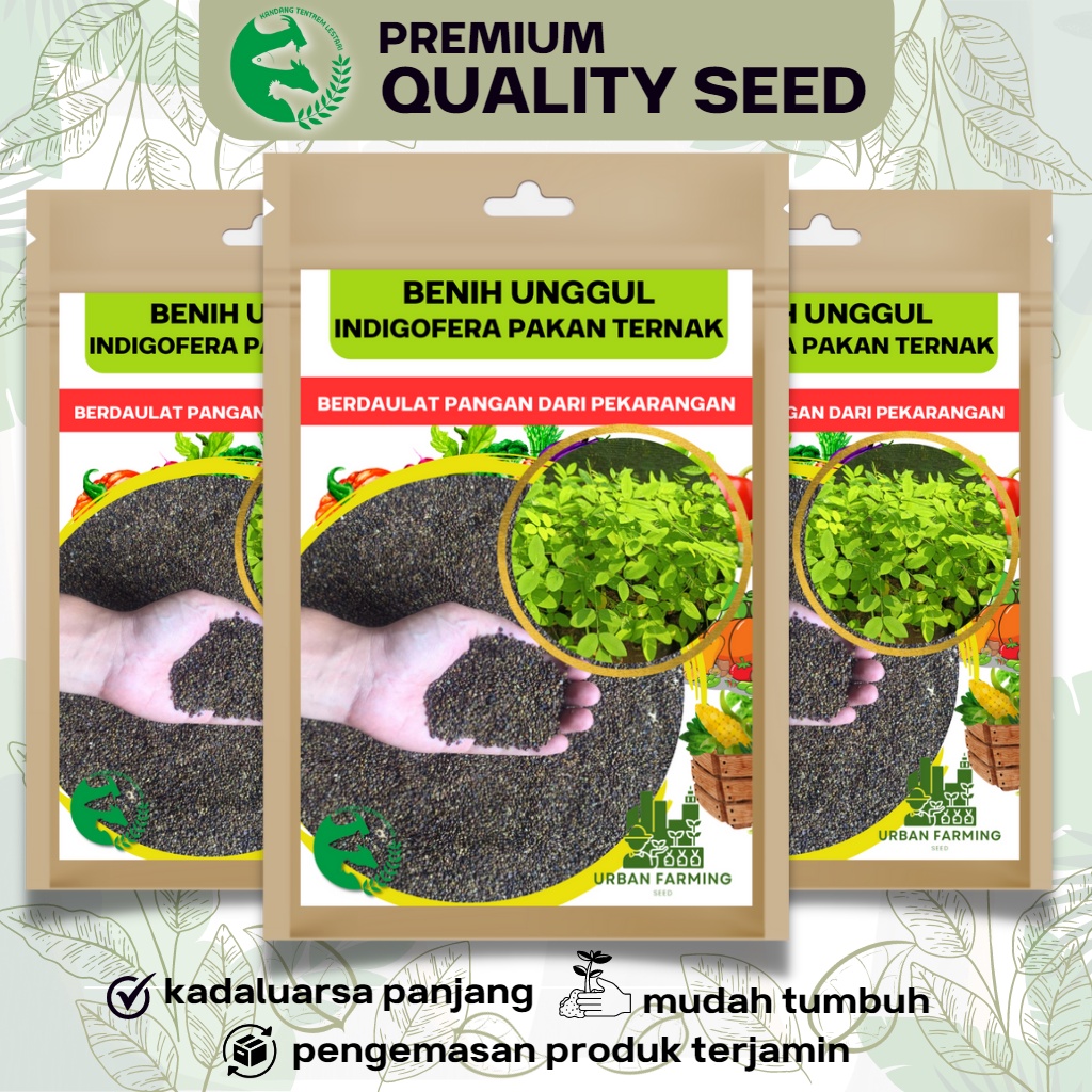 Jual 15 gr Benih indigofera zollingeriana Urban Farming Ribuan Biji ...