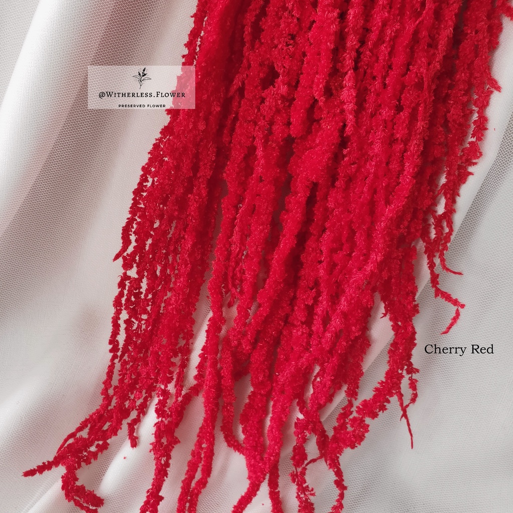 Jual 1 Bunch Preserved Amaranthus / Dried Flower Awetan / Bunga Kering ...
