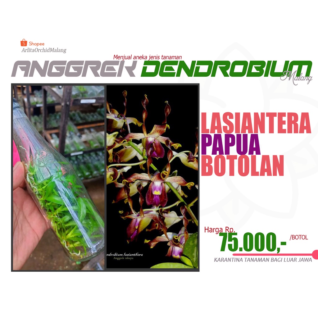 Jual Dendrobium Lasiantera Spesies Papua botol isi -+30 plant dalam 1 ...