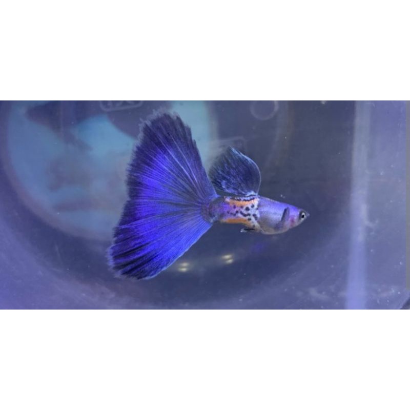 Jual IKAN HIAS GUPPY METAL BLUE SKIN SEPASANG INDUKAN | Shopee Indonesia