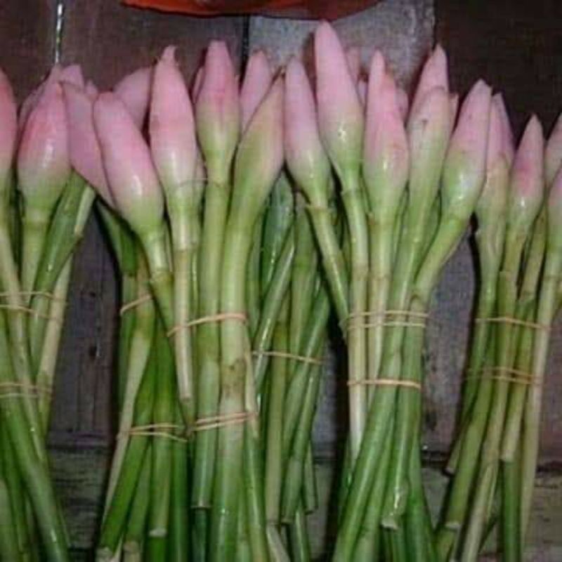 Jual KECOMBRANG SAYURAN HERBAL KEMBANG HONJE PER IKAT,,1 KILO GRAM ...