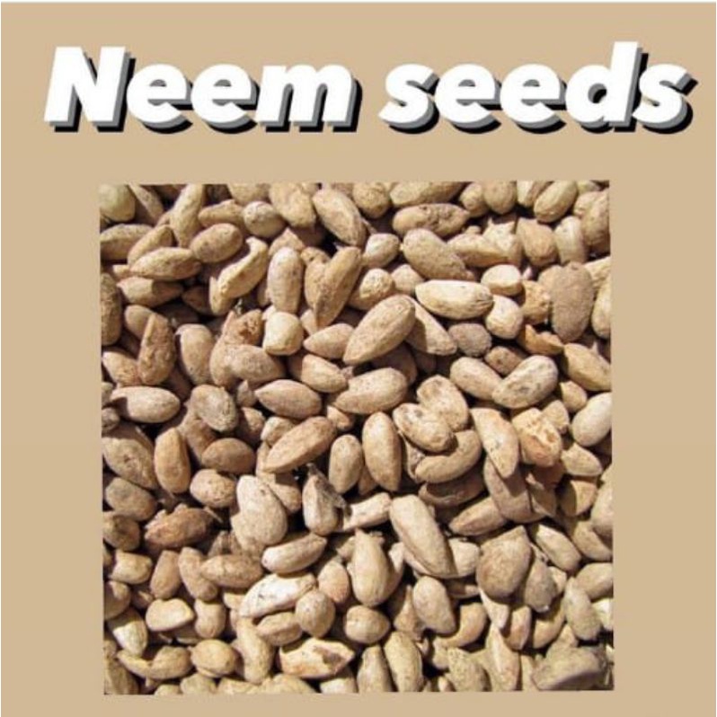 Jual Biji Mimba organic siap tanam 10 pcs | Shopee Indonesia