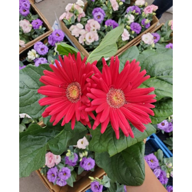 Jual TANAMAN HIDUP HEBRAS BUNGA GERBERA HOLLAND RIMBUN ( READY 5 WARNA) SIAP TANAM | Shopee ...