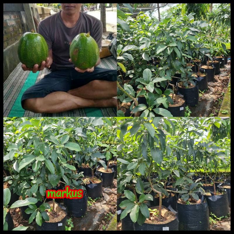 Jual Bibit Tanaman Alpukat Markus Tinggi 1 Meter Up Batang Besar Dan ...