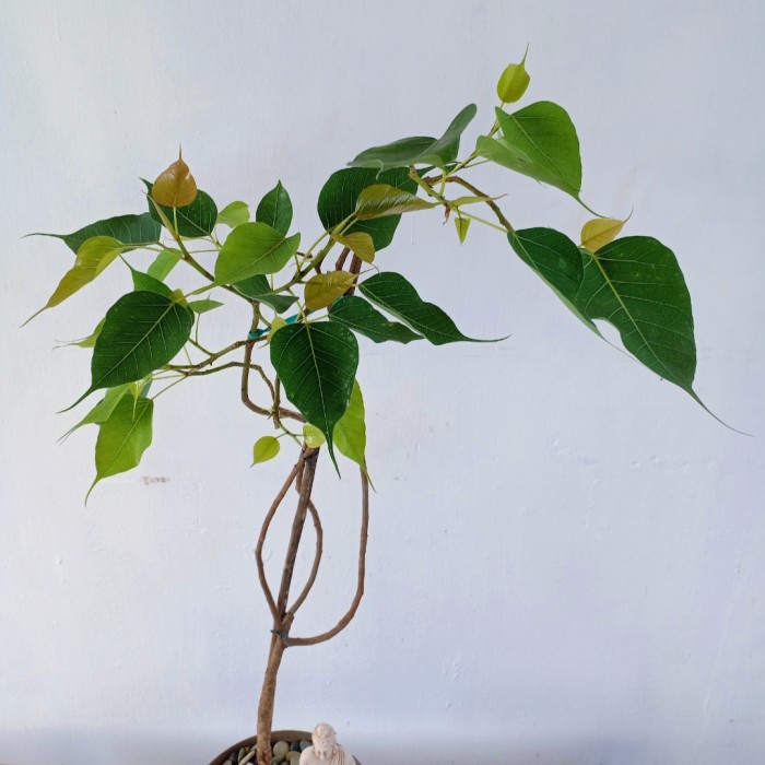 Jual Bibit Pohon Bodhi Tree (Ficus religiosa) | Shopee Indonesia
