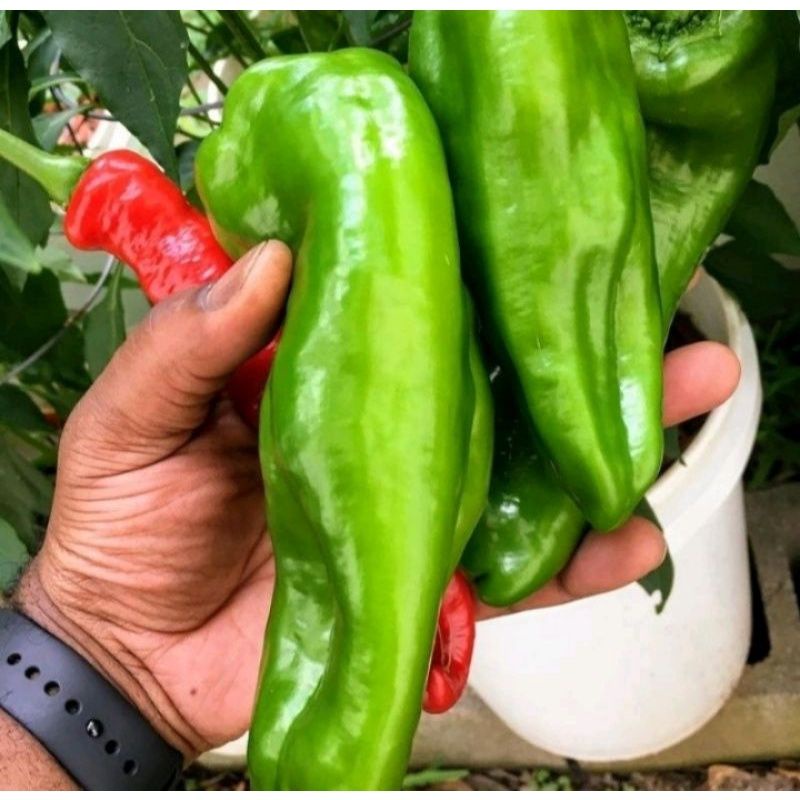 Jual 100 benih cabe jumbo giant aconcogua benih cabe tanaman hias ...