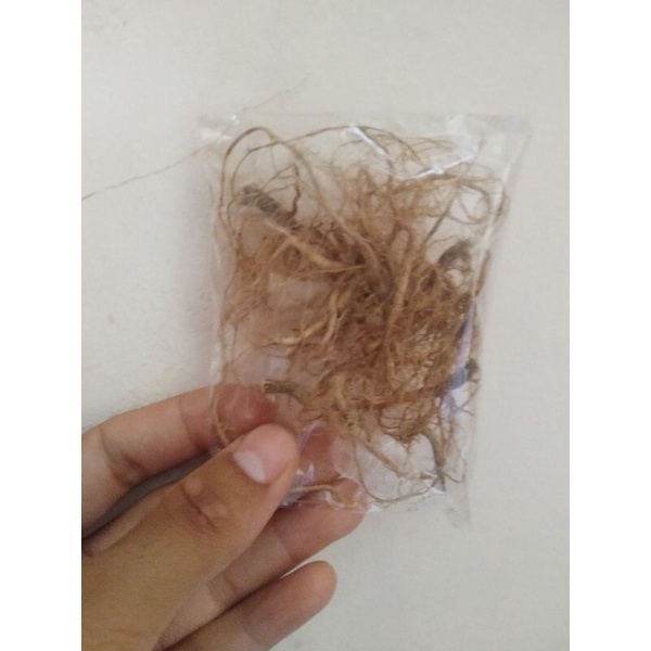 Jual akar tanaman Kucing-kucingan/Kucing Galak/Cakar Kucing/Bayam Liar ...