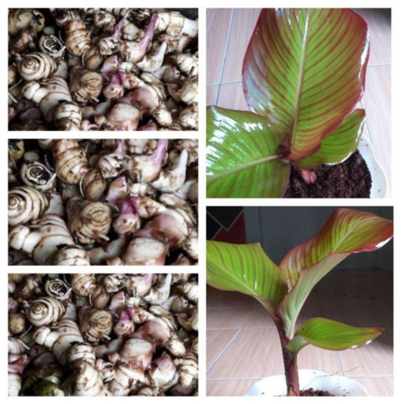 Jual umbi ganyong segar 1kg | Shopee Indonesia