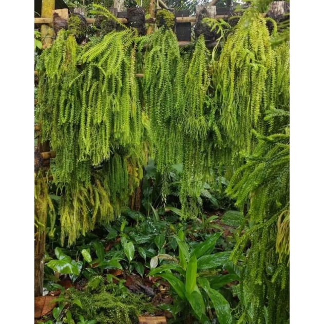 Jual TANAMAN HIAS GANTUNG KUMPAI | Shopee Indonesia