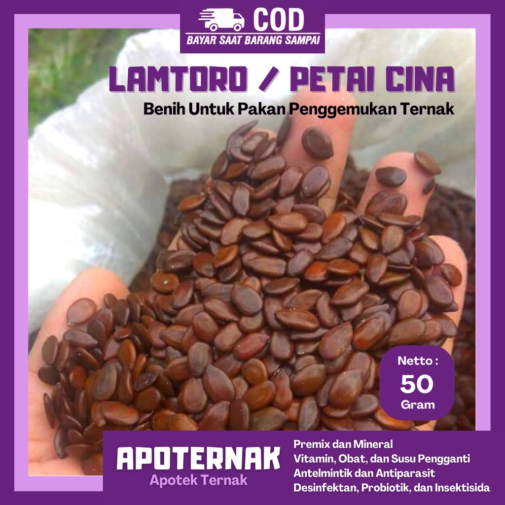 Jual BENIH LAMTORO SUPER TARAMBA 50gr PETAI CINA | Bibit Pakan ...