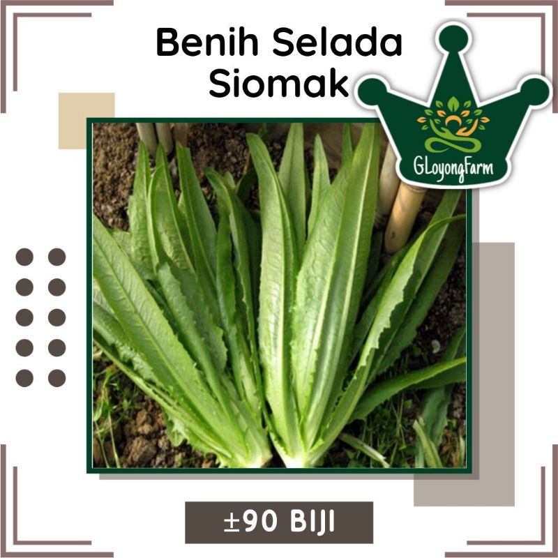 Jual Benih Bibit Selada Wangi Siomak Hibrid - Benih Sayuran | Shopee ...