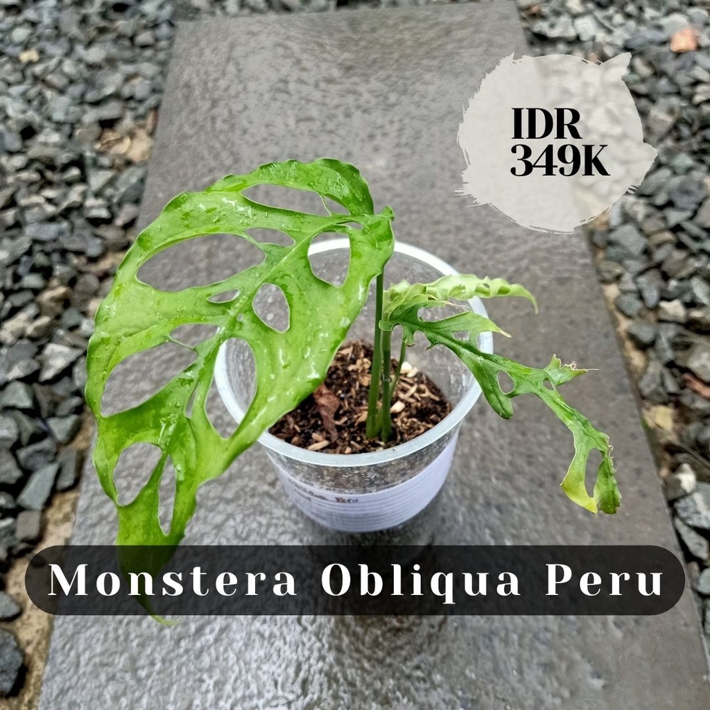 Jual Monstera Obliqua Peru | Shopee Indonesia