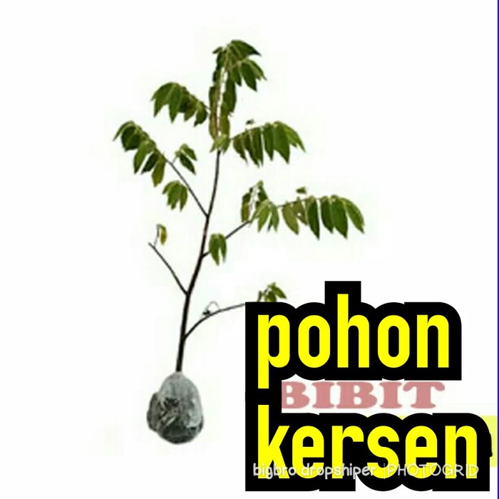 Jual BIBIT POHON KERSEN 1 METER POHON SERI POHON TALOK TERBARU | Shopee ...