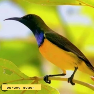 Jual Burung Sogok Ontong Terlengkap & Harga Terbaru Juli 2024 | Shopee ...