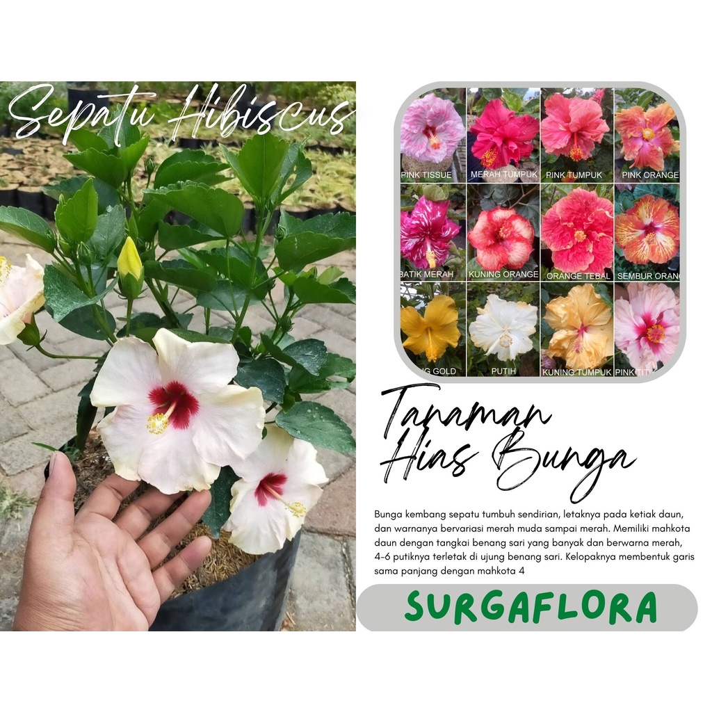 Jual tanaman hias kembang sepatu - bunga Hibiscus tumpuk bangkok ...