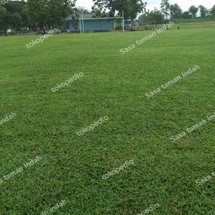 Jual Benih Biji Rumput Gajah Mini/Benih Rumput Untuk Taman,Lapangan Dll ...