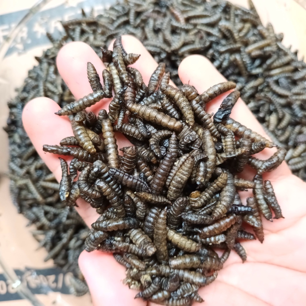 Jual Maggrow Maggot BSF Kering Darker/Hitam Spesial Body, Marking ...