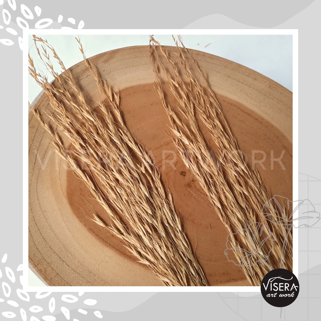 Jual Dried Slim Paddy 2 packs in Natural Color Padi Kering Kurus Warna ...