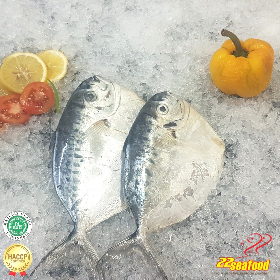 Jual Ikan Semar 10kg Frozen - 22 Seafood | Shopee Indonesia