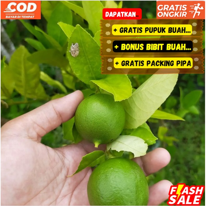 Jual Bibit Jeruk Lemon Tea / Lemon Lokal Unggulan Sudah/Cepat Berbuah ...