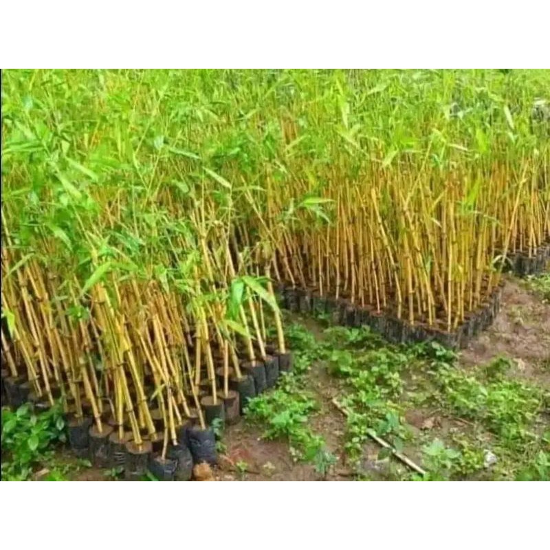 Jual bibit bambu kuning | Shopee Indonesia