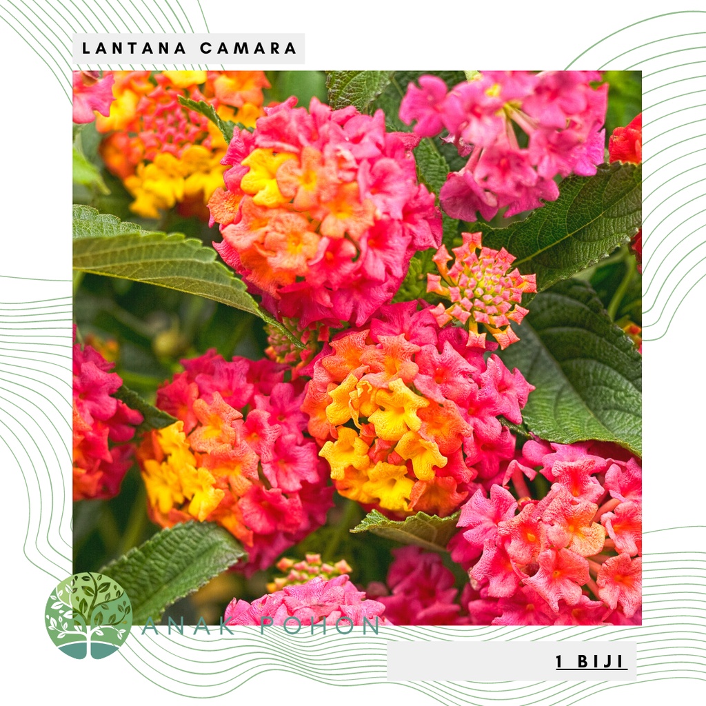 Jual Benih Bibit Biji - Lantana Camara Bunga Tembelekan Flower Seeds ...