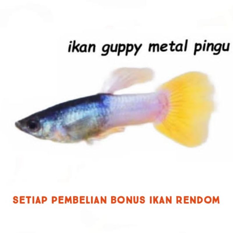 Jual Packing styrofoam ( ikan guppy metal pingu ) | Shopee Indonesia