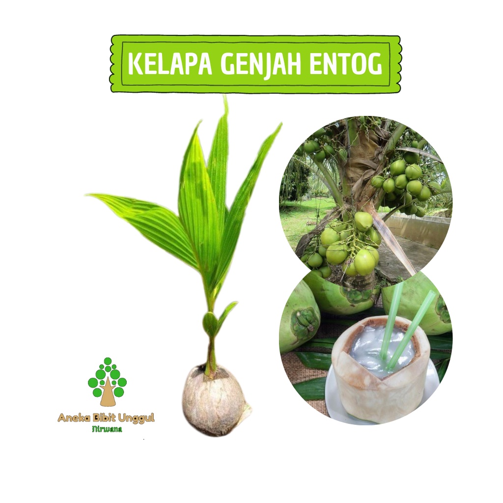 Jual BIBIT BUAH KELAPA GENJAH ENTOG ENTOK SUPER | Shopee Indonesia