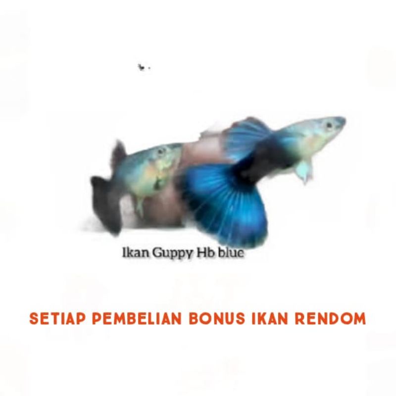 Jual Packing styrofoam ( ikan guppy hb blue taiwan ) | Shopee Indonesia