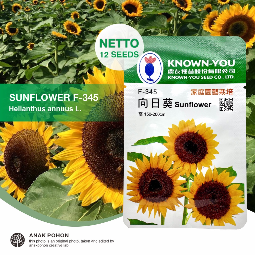 Jual (1 PACK) Benih Bunga Matahari Sunflower F-345 Helianthus annuus L ...