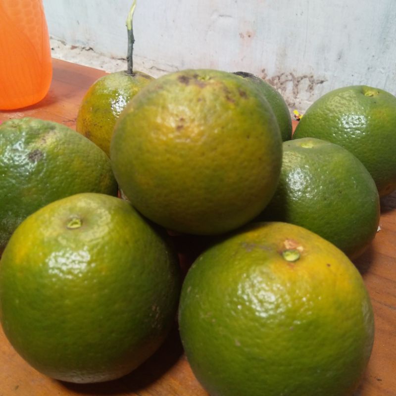 Jual SW buah jeruk siam madu jeruk peras untuk minuman harga per 1 kg ...