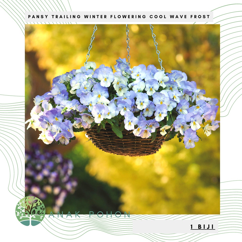 Jual Benih Bibit Biji - Bunga Pansy Trailing Winter Flowering Cool Wave ...