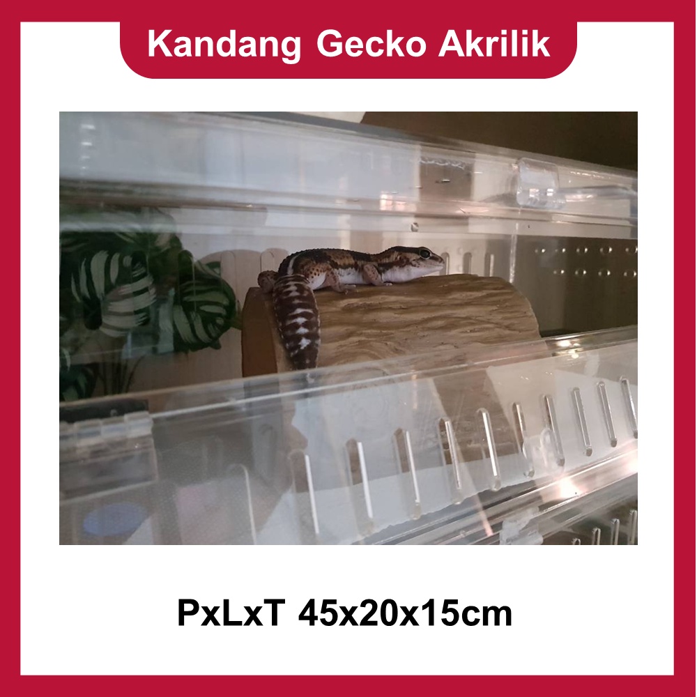 Jual Kandang Gecko PxLxT 45x20x15 | Shopee Indonesia