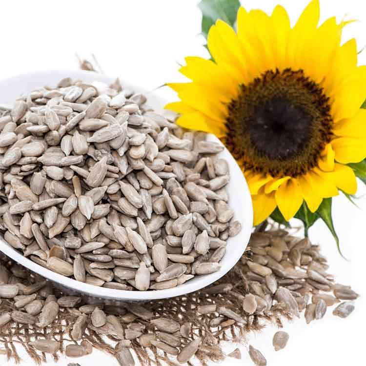 Jual Sunflower Seeds 500gr – Kuaci Kupas Biji Bunga Matahari | Shopee ...