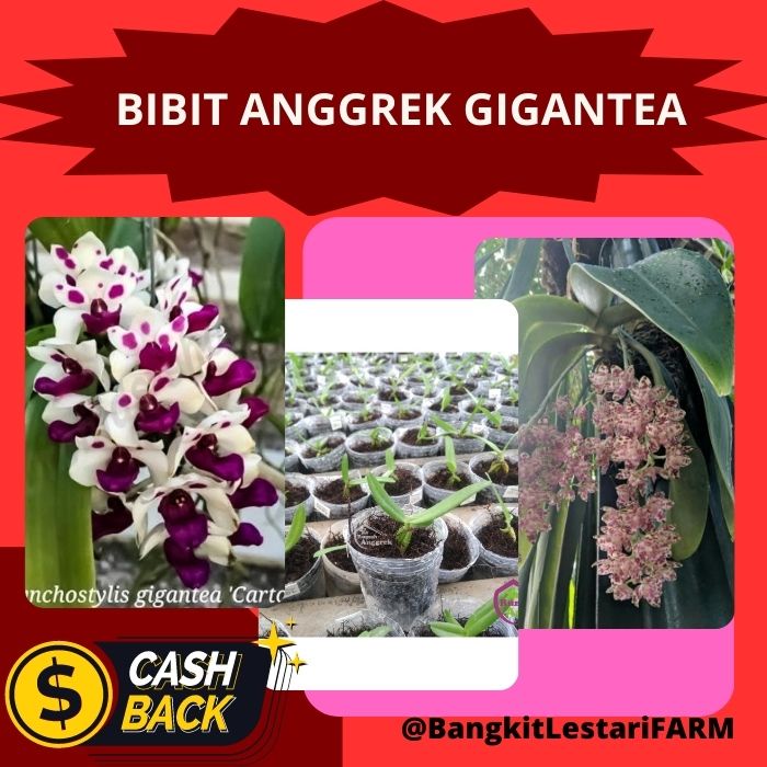 Jual Bibit Anggrek Gigantea, Bibit Anggrek DEWASA!!! | Shopee Indonesia