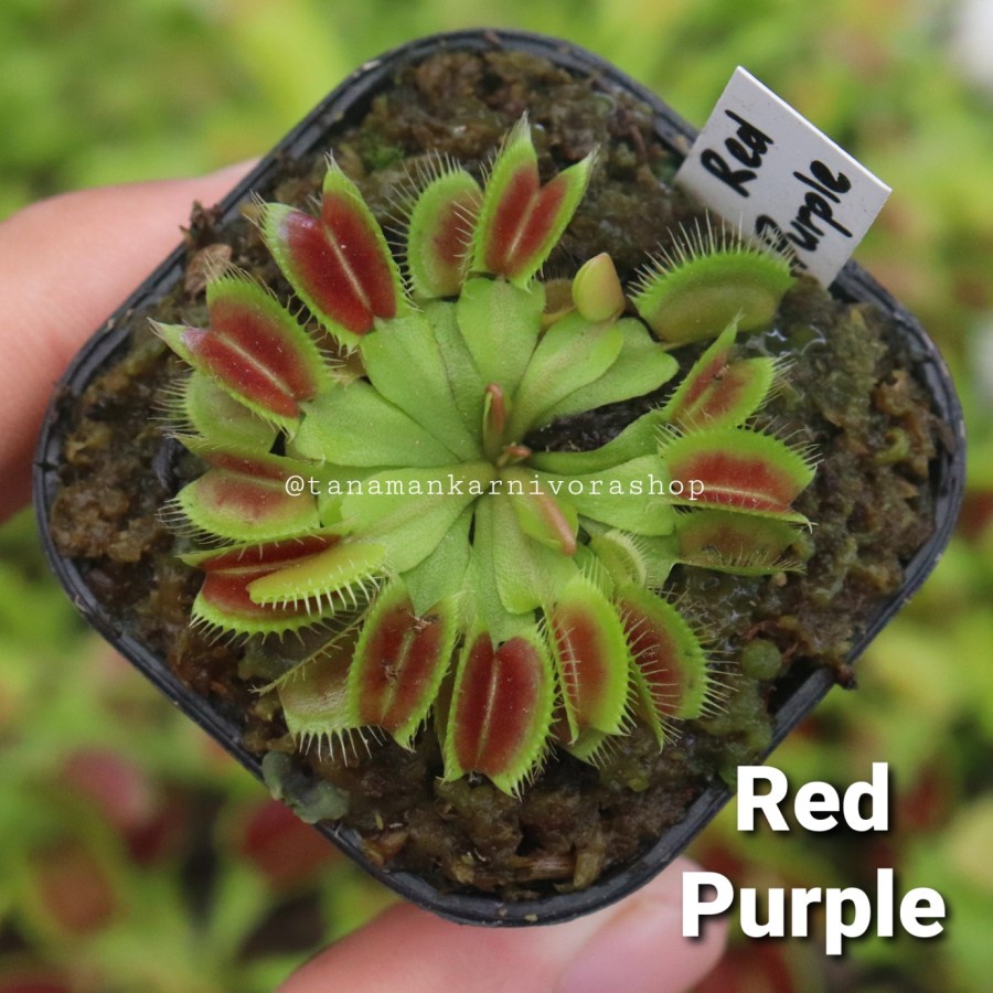 Jual Venus Flytrap Red Purple (Tanaman Karnivora Hidup) | Shopee Indonesia